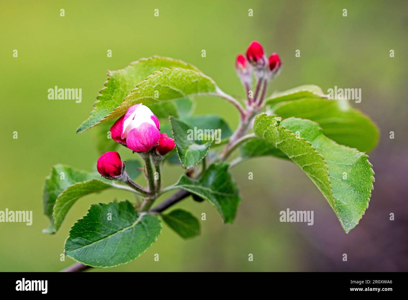 pink flower in the bud of an unblown young apple tree. farm agriculture ...