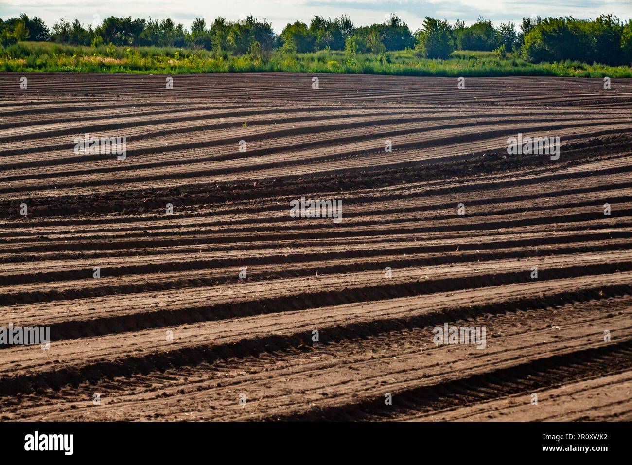 The ground and trees hi-res stock photography and images - Alamy