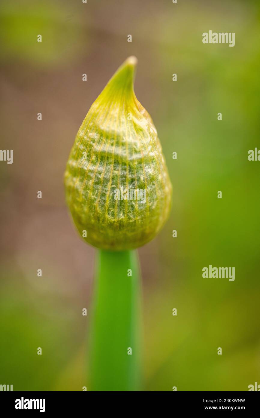 Close up of a Welsh Onion flower bud - ALLIUM FISTULOSUM Stock Photo ...