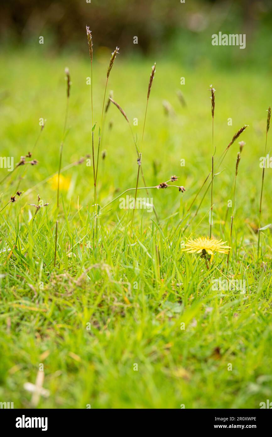 Unmowed lawn hi-res stock photography and images - Alamy