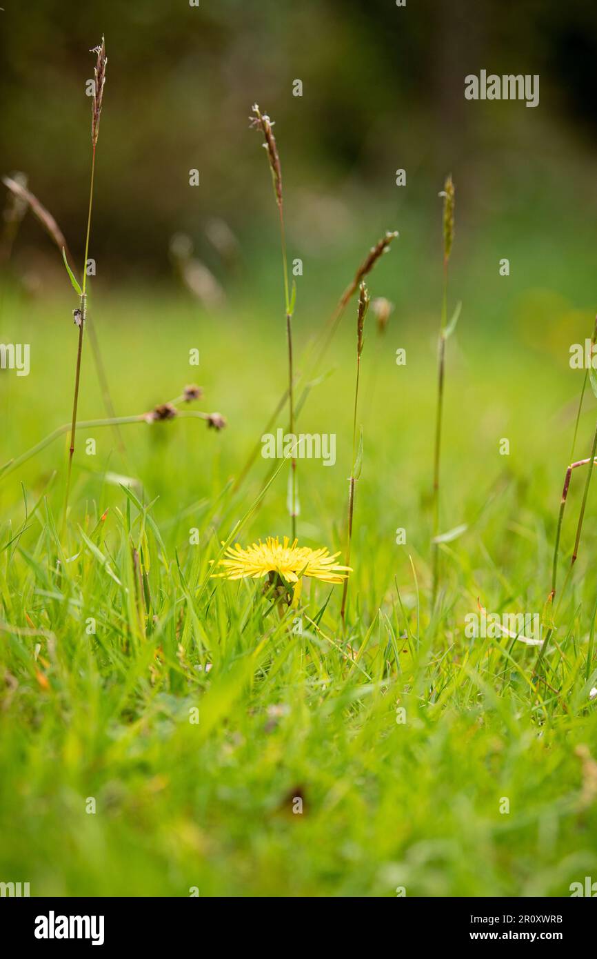 Grasses and wild flowers in an unmowed lawn Stock Photo - Alamy