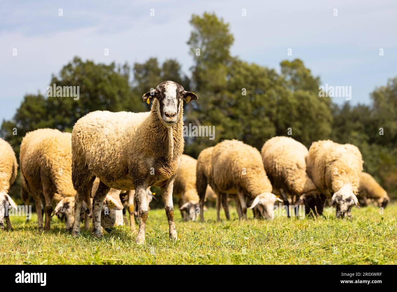 Sheep breed hi-res stock photography and images - Alamy