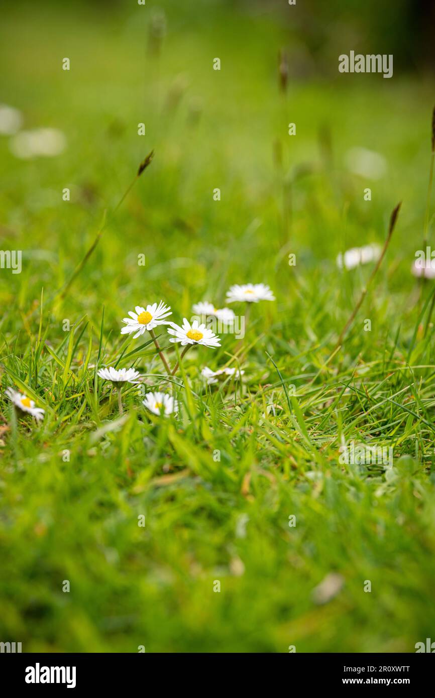 Unmowed lawn hi-res stock photography and images - Alamy