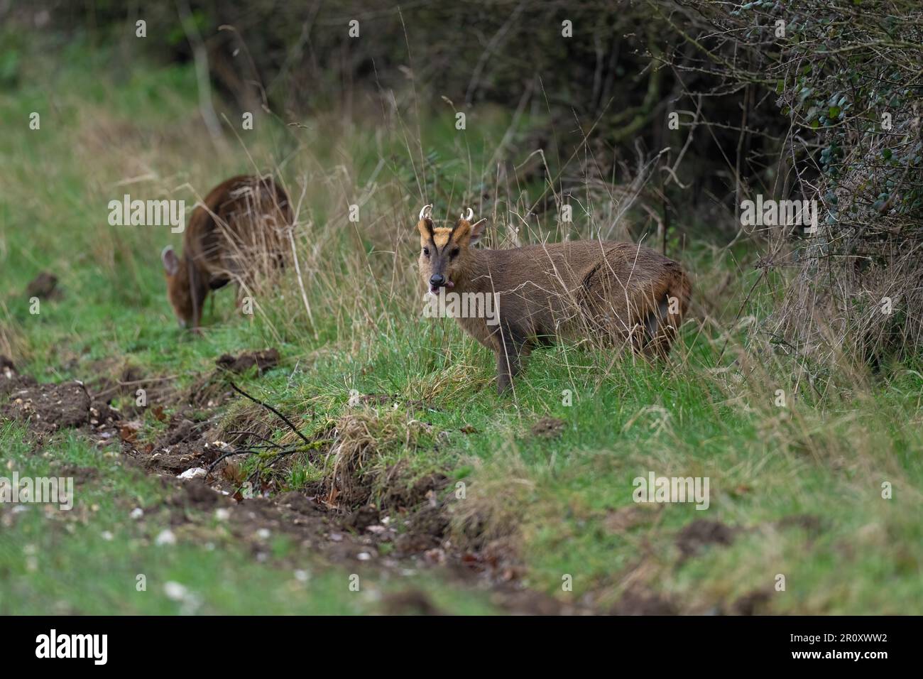 Muntjac (buck) also known as Reeves’ Muntjac, barking deer and ...
