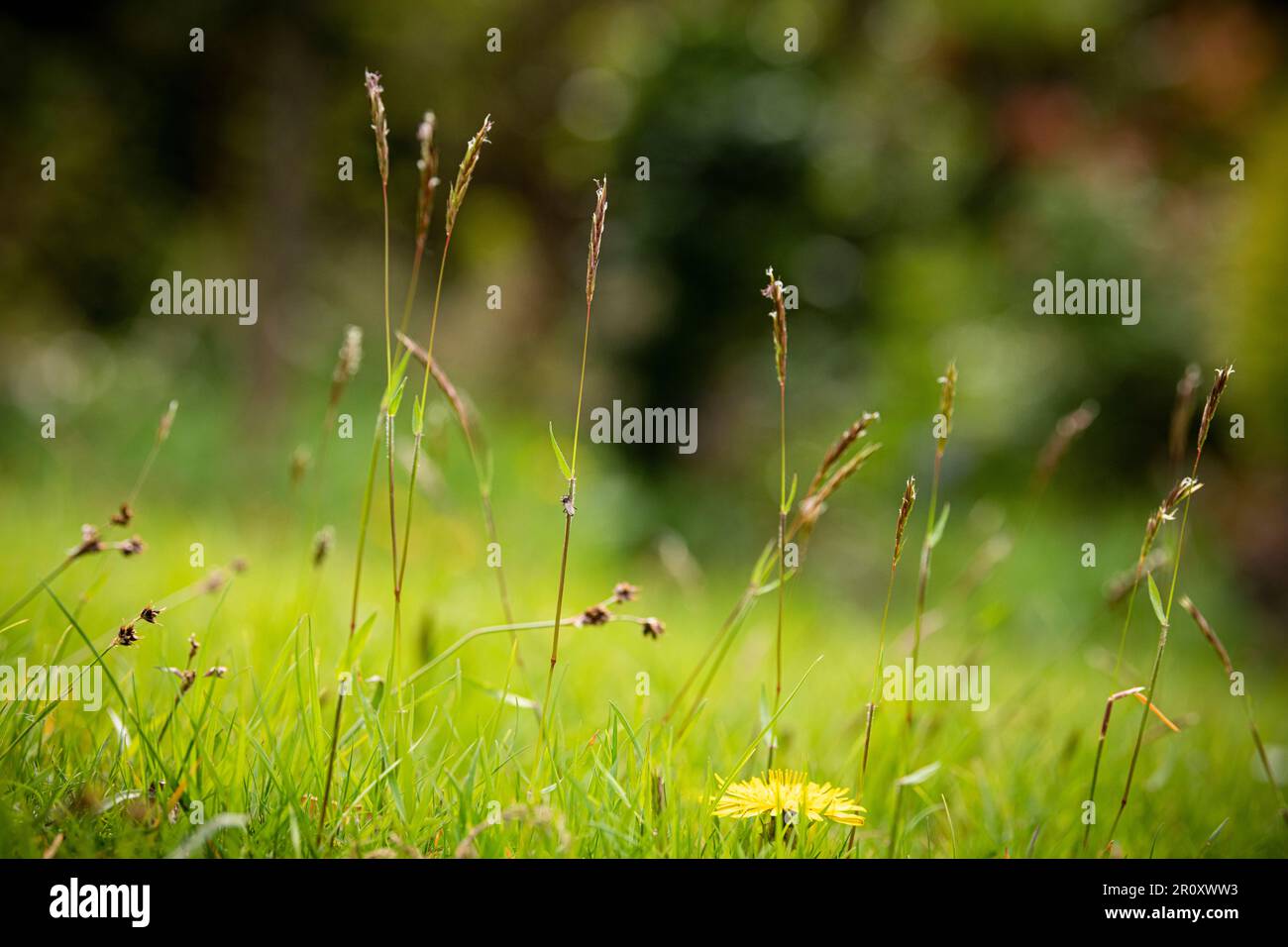 Grasses and wild flowers in an unmowed lawn Stock Photo - Alamy