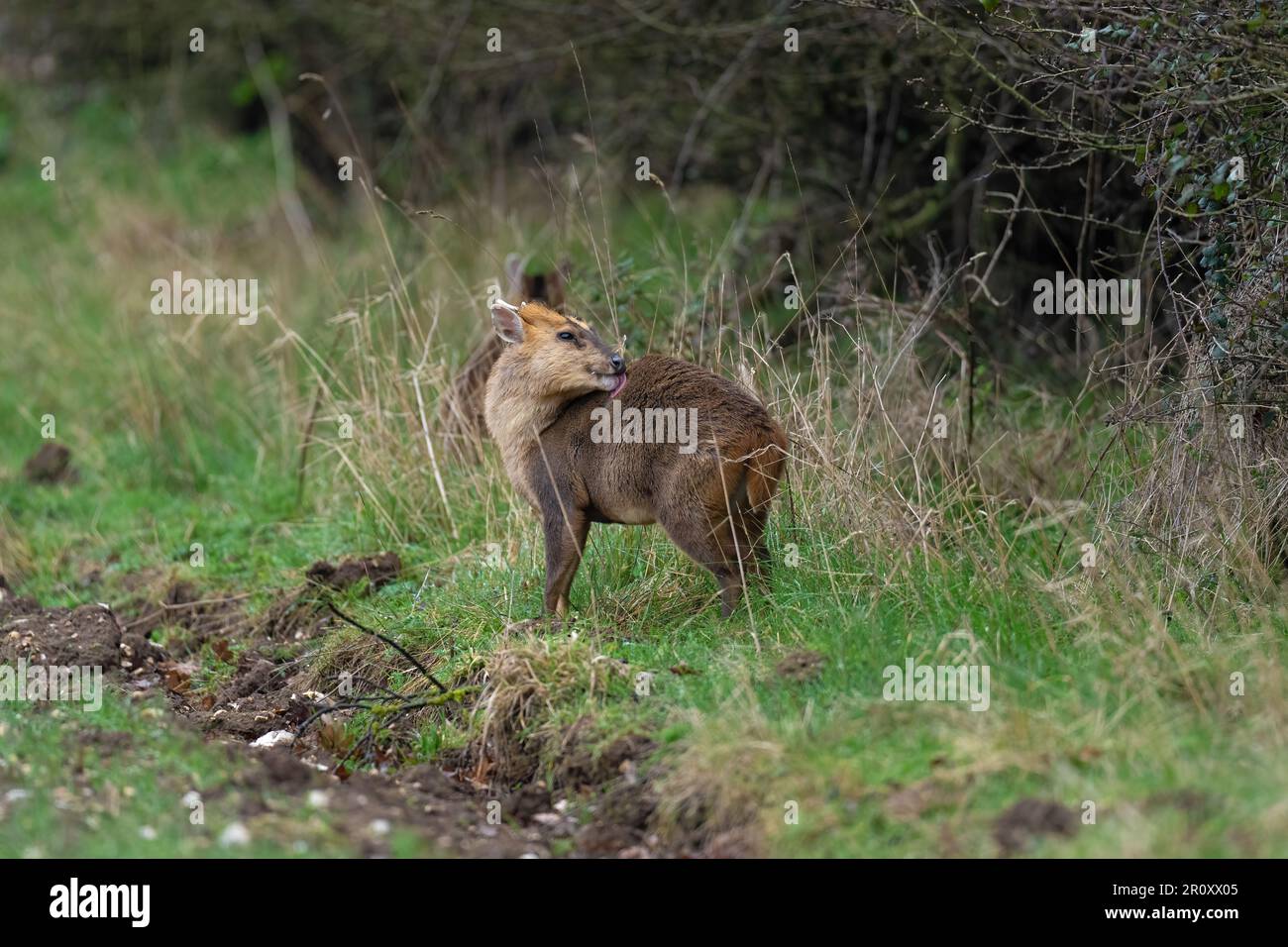 Muntjac (buck) also known as Reeves’ Muntjac, barking deer and ...