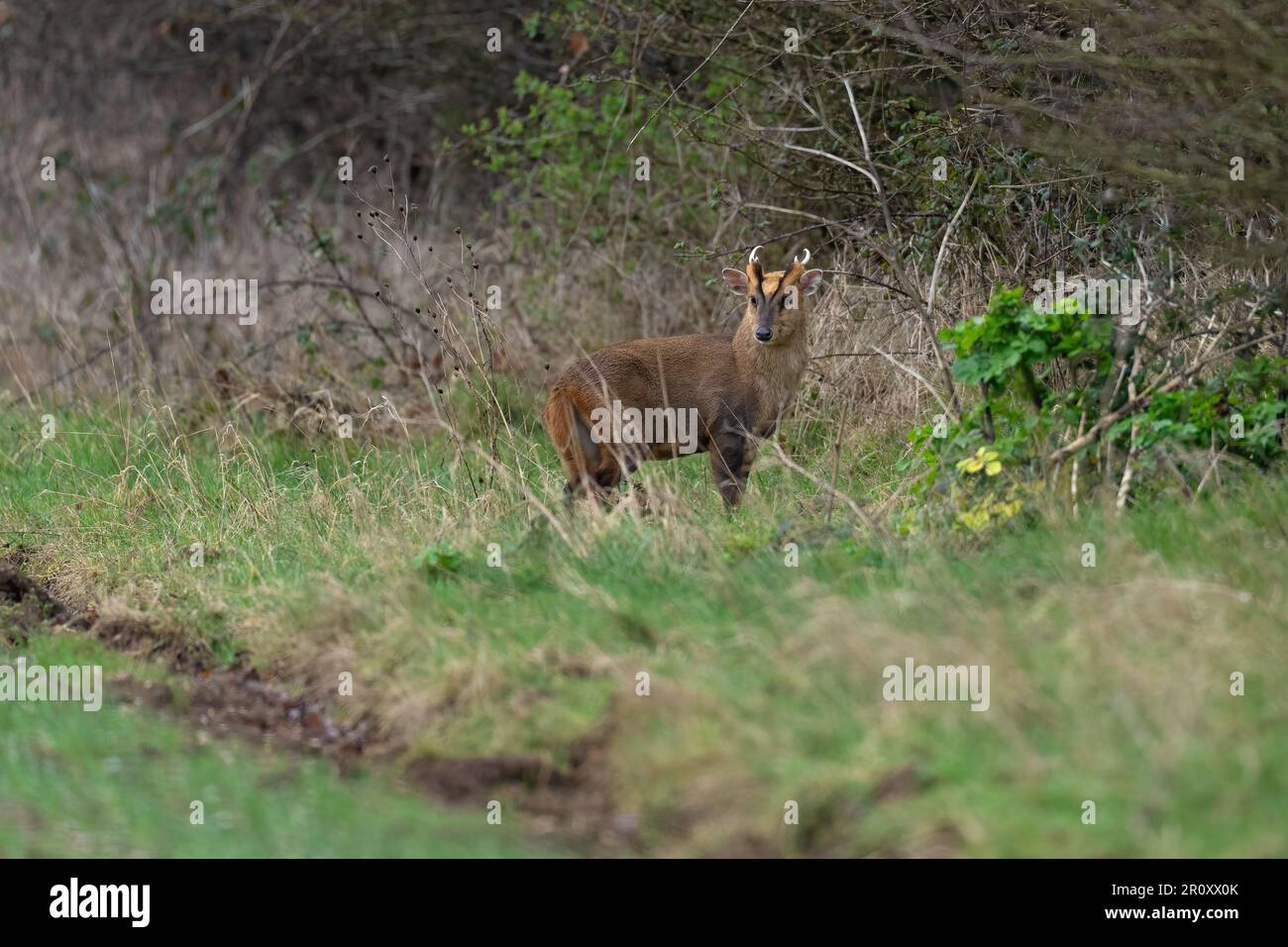 Muntjac (buck) also known as Reeves’ Muntjac, barking deer and ...