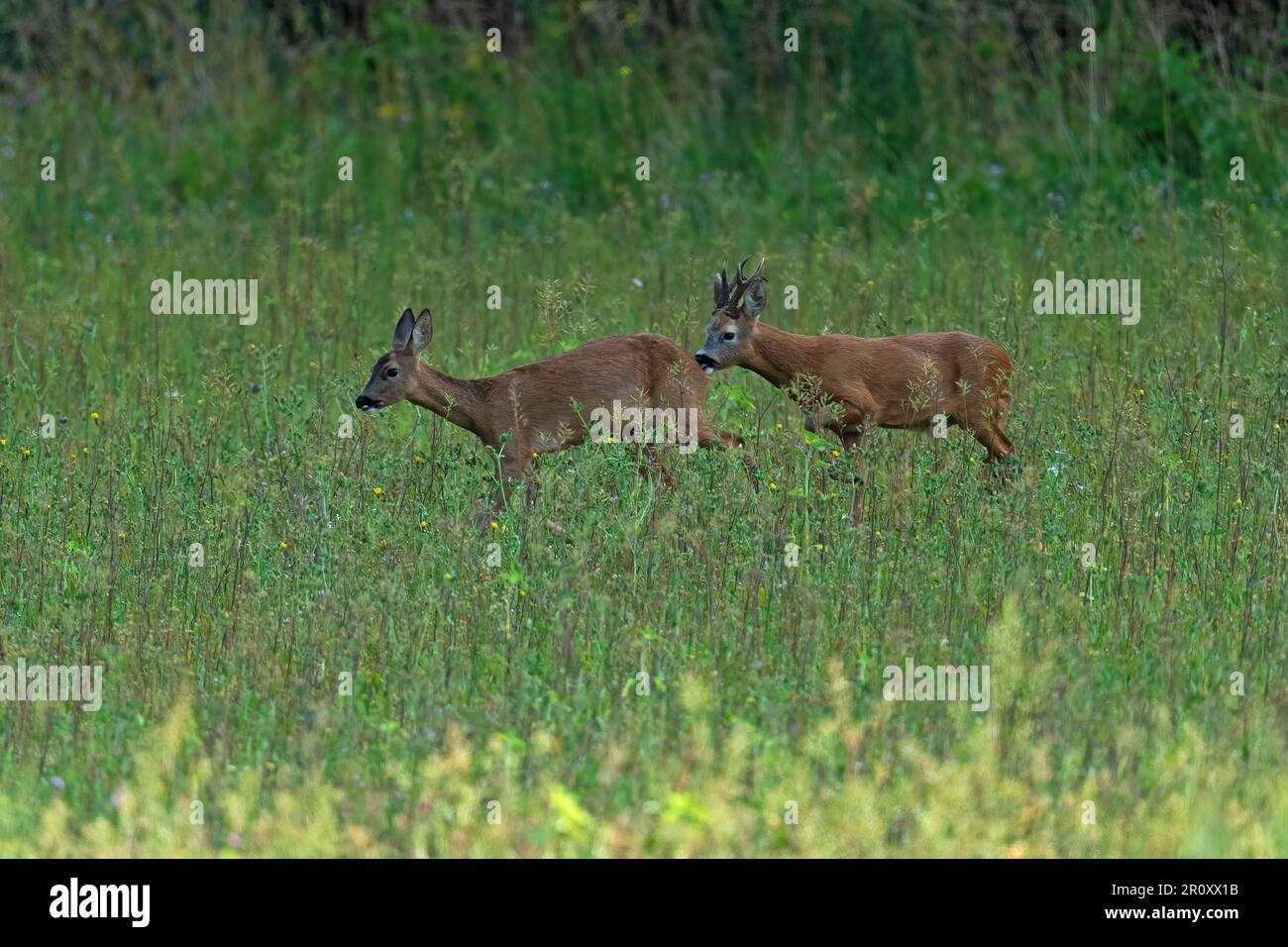 European Roe deer -Capreolus capreolus buck and doe, courting behaviour ...