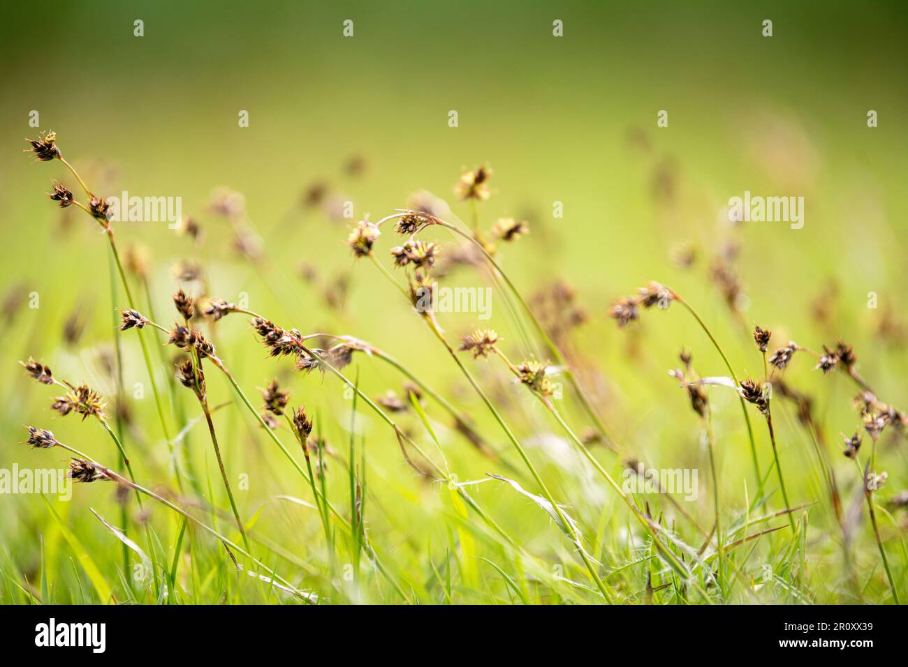 Unmowed lawn hi-res stock photography and images - Alamy