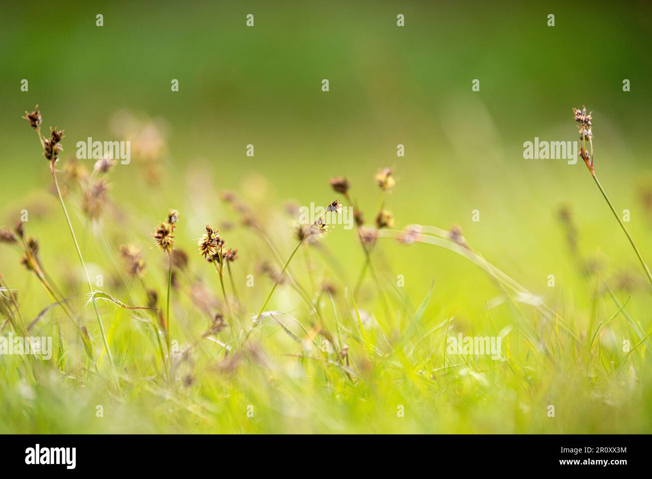 Unmowed lawn hi-res stock photography and images - Alamy