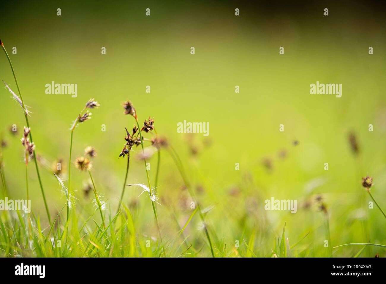 Unmowed lawn hi-res stock photography and images - Alamy