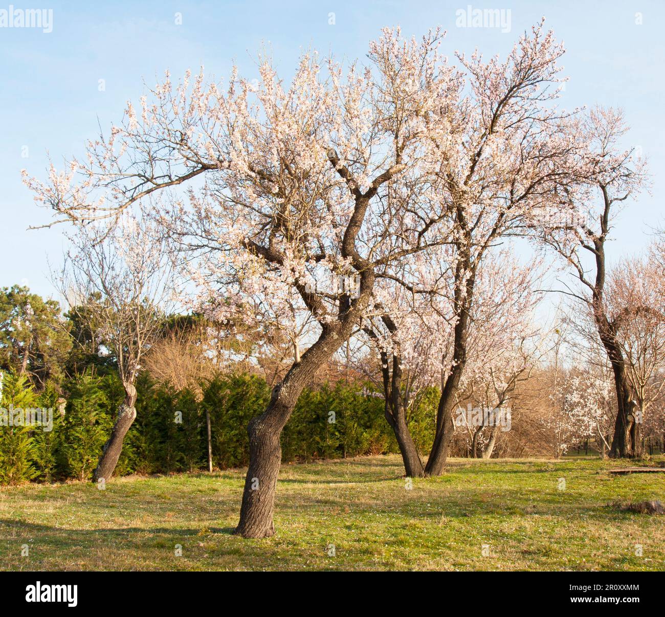 Spring trees in blossom, in Varna, Bulgaria Stock Photo - Alamy