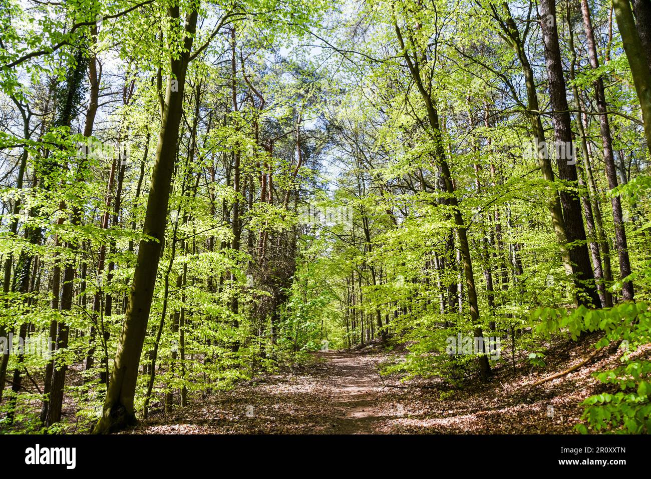 Beautiful spring deciduous forest, deciduous forest texture Stock Photo ...