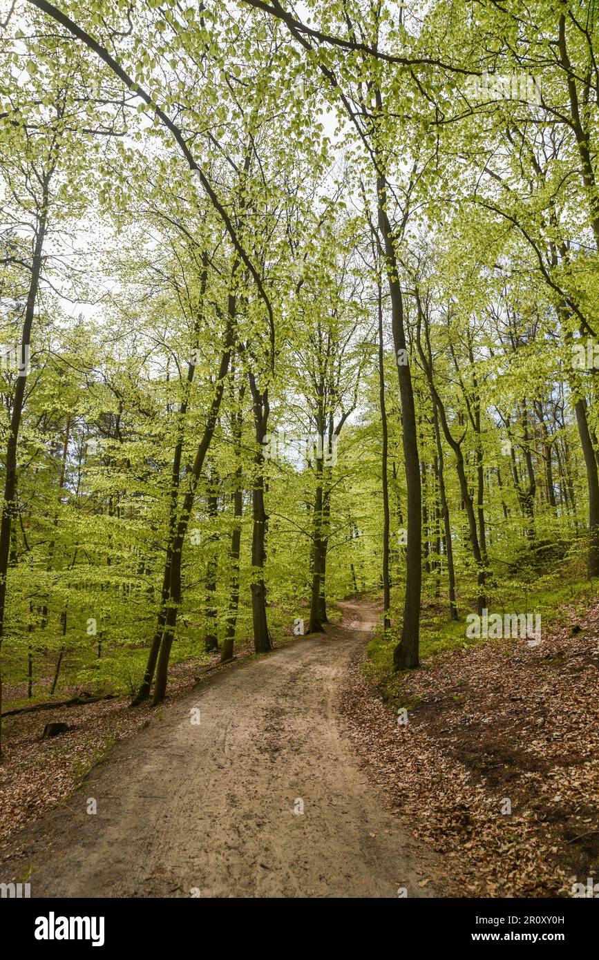 Beautiful spring deciduous forest, deciduous forest texture Stock Photo ...