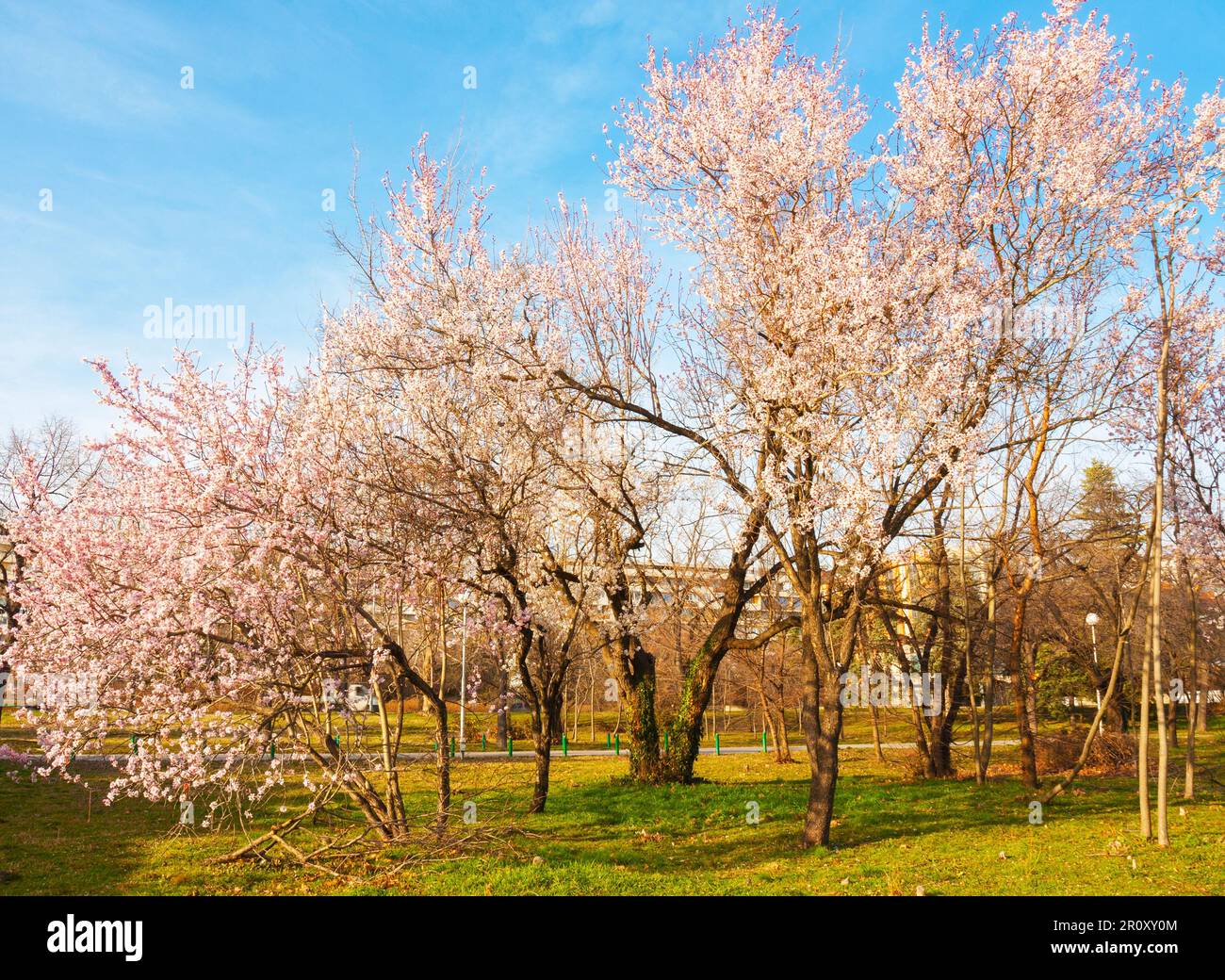Spring trees in blossom in Seaside park in town Varna, Bulgaria Stock ...