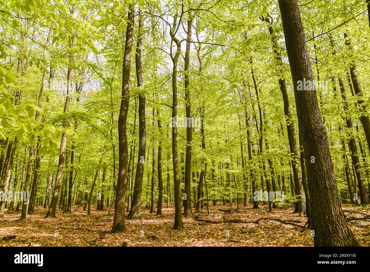 Beautiful spring deciduous forest, deciduous forest texture Stock Photo ...