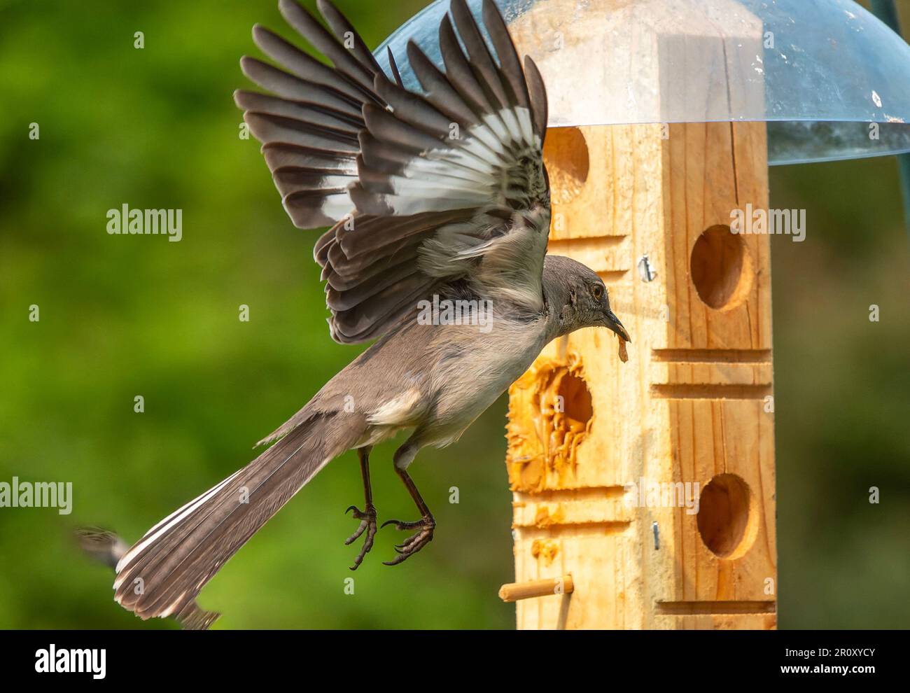 Eating on the fly, Mockingbird in flight Stock Photo - Alamy