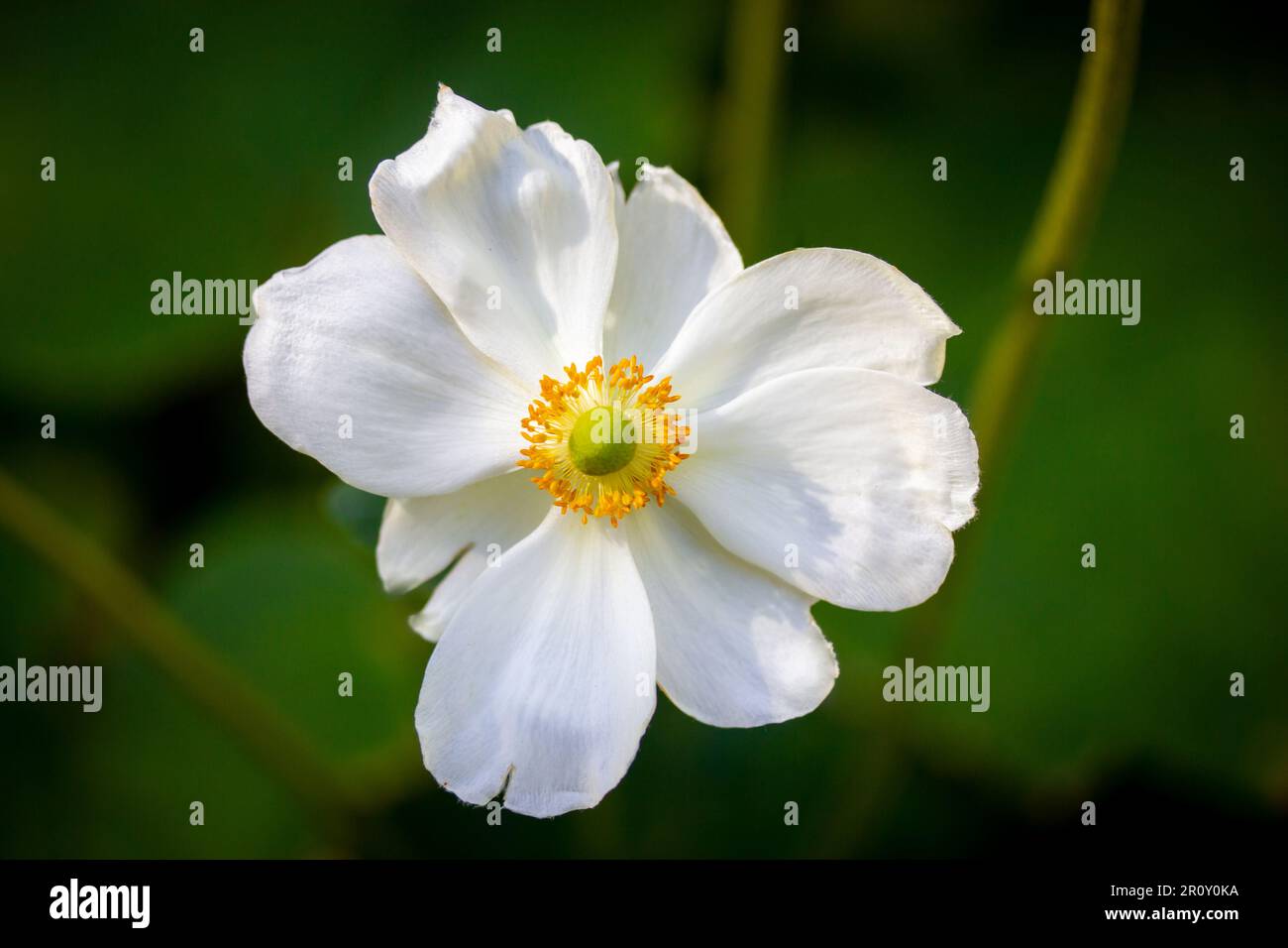 White Japanese anemones Hybrid plants in garden. Honorine jobert ...