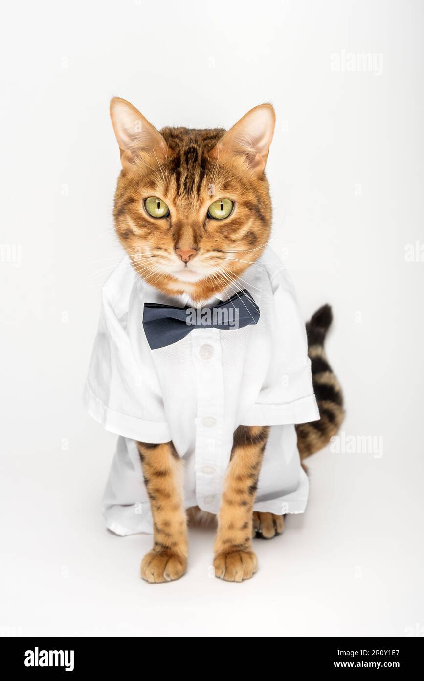 The cat in a shirt and a bow tie on a white background is isolated ...