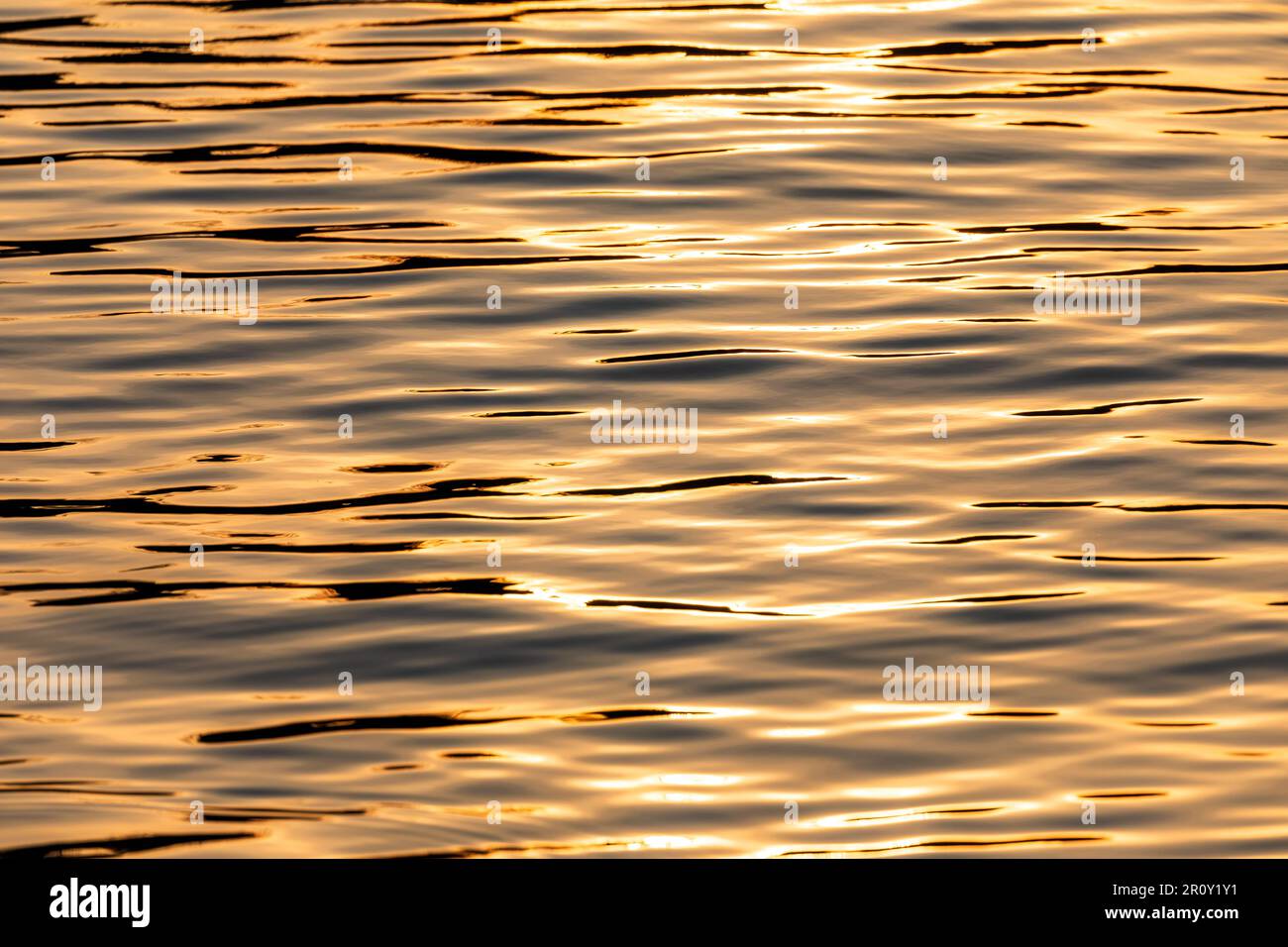 Wave on water surface with reflecting golden sunlight Stock Photo - Alamy