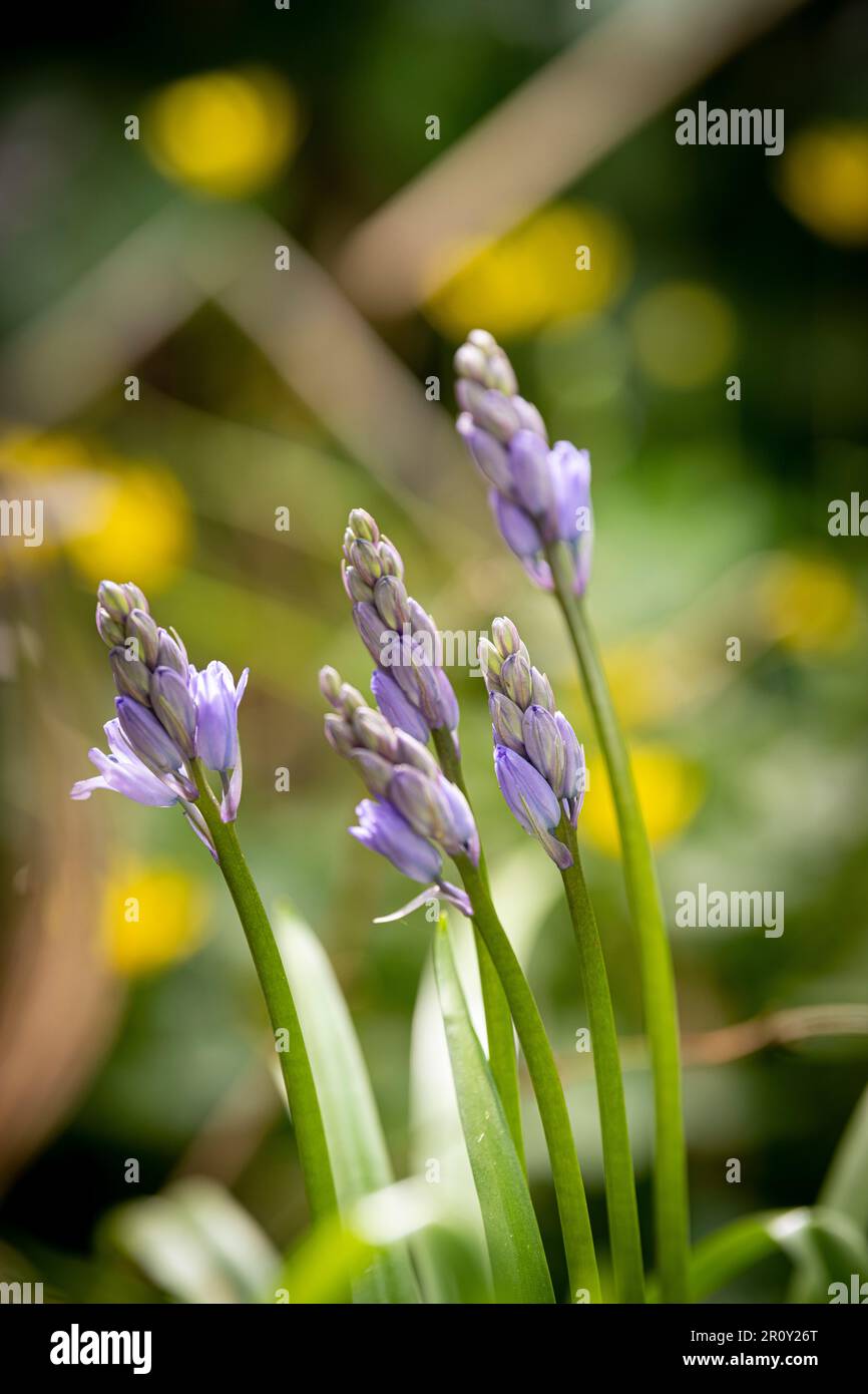 Bluebell blossom in forest hi-res stock photography and images - Alamy
