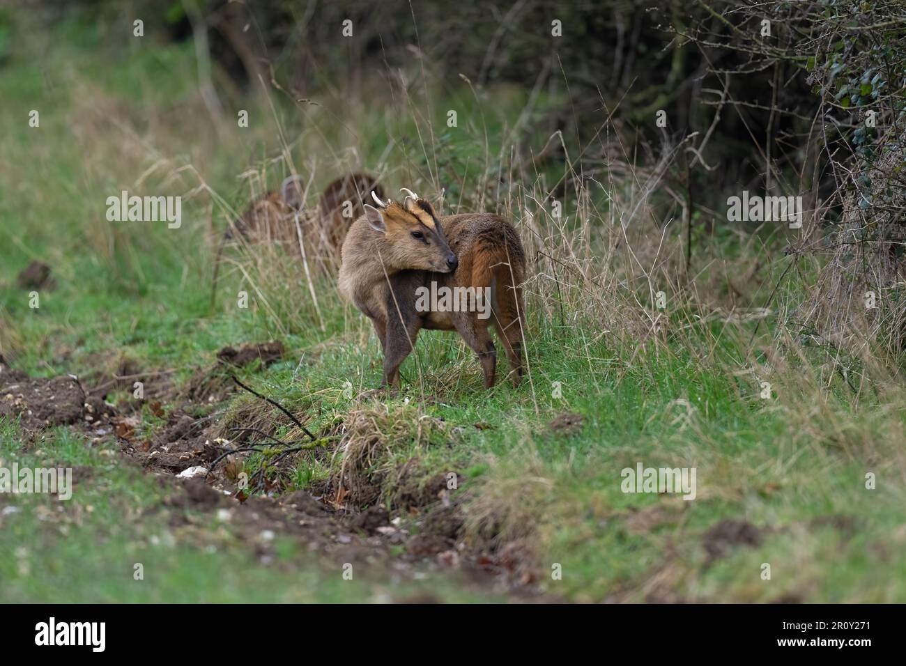Muntjac (buck) also known as Reeves’ Muntjac, barking deer and ...