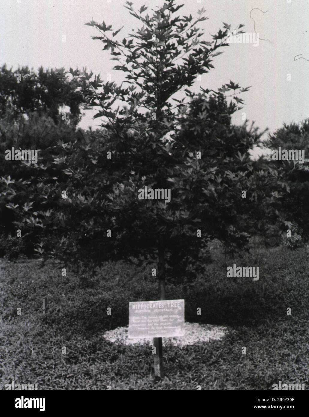 Hippocrates image hi-res stock photography and images - Alamy