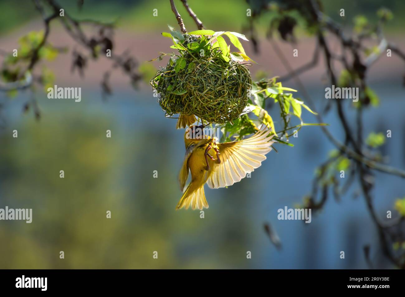 A close-up shot of a Ruppell's weaver bird flying and weaving a nest ...