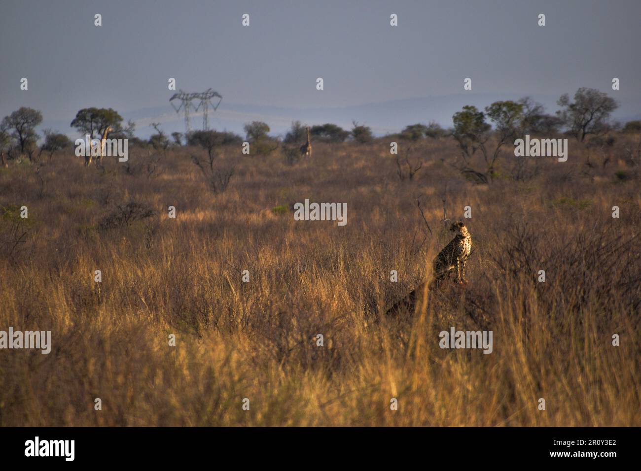A cheetah standing on a rock in the savannah with two giraffes on the ...