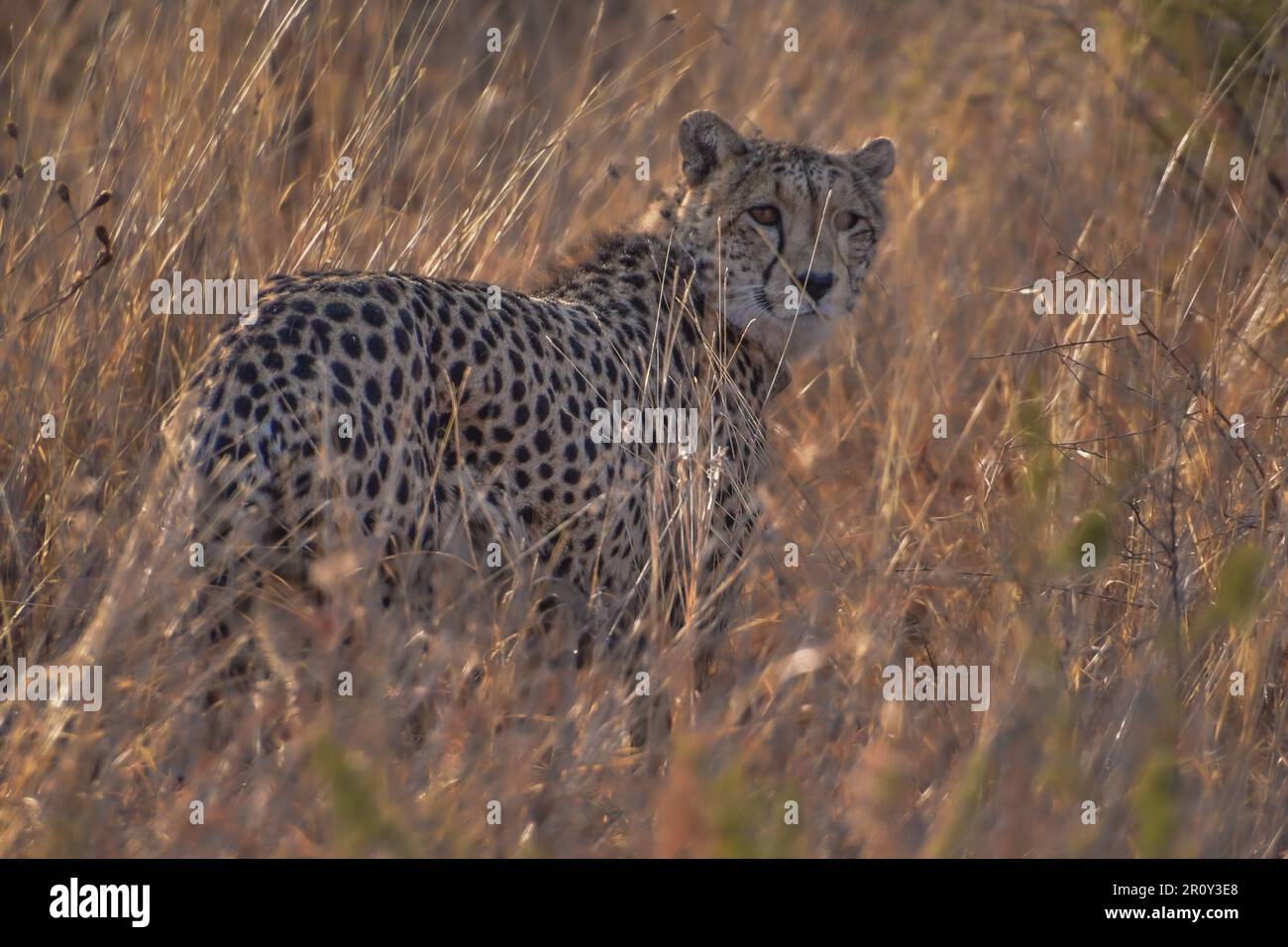 Northwest African Cheetah