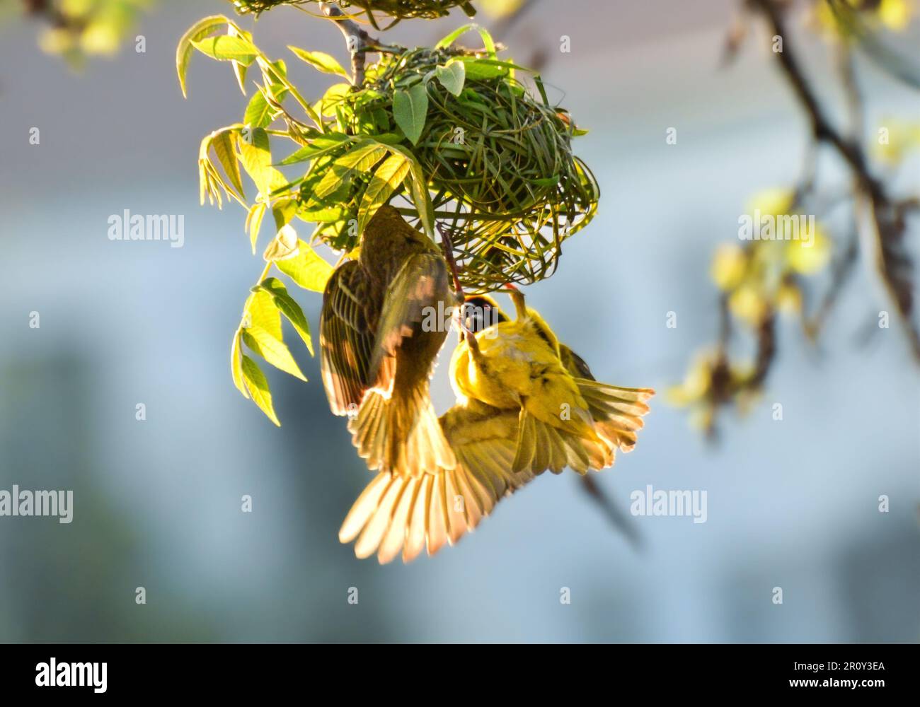 A close-up shot of a Ruppell's weaver birds flying and weaving a nest Stock Photo - Alamy