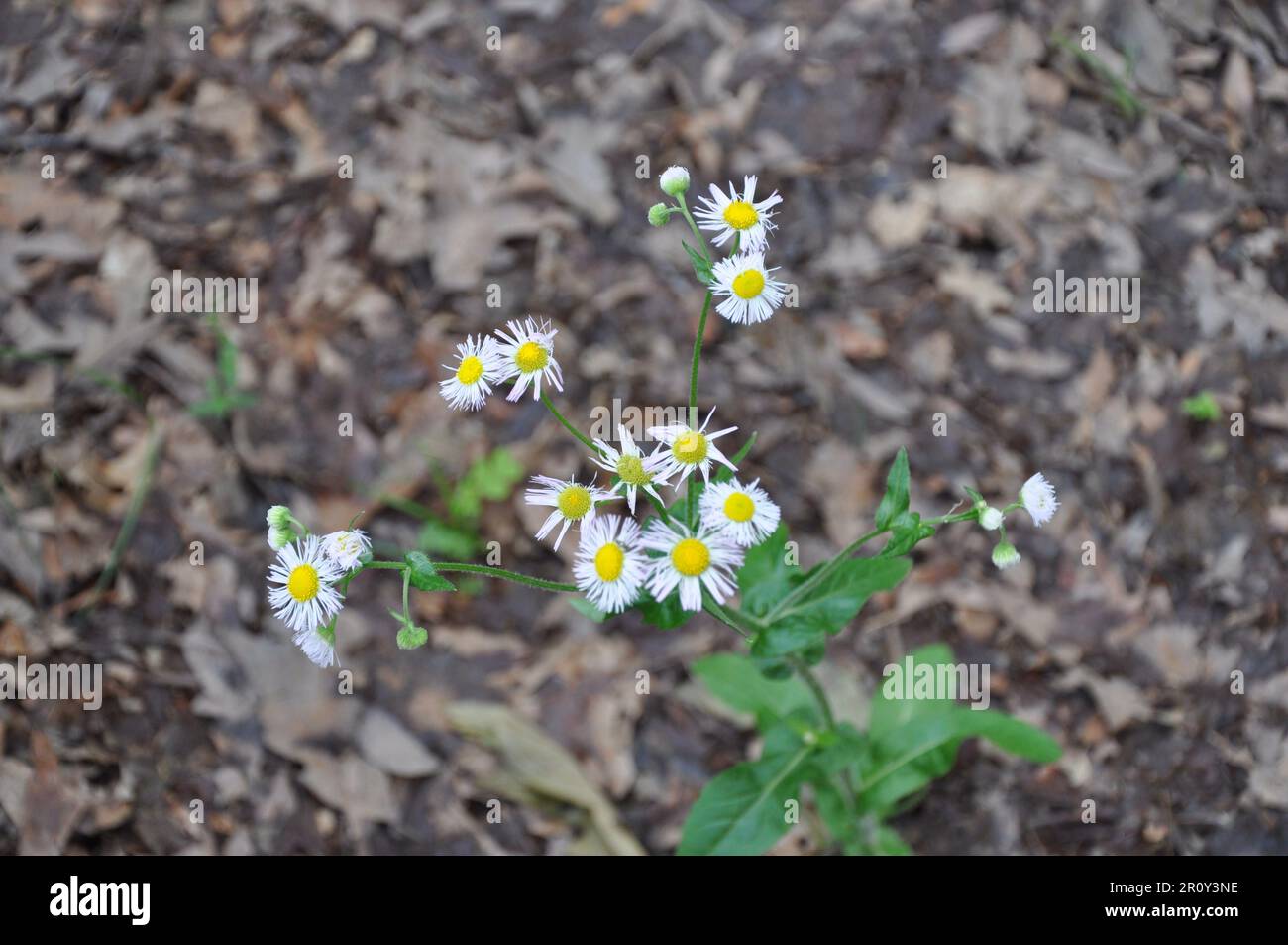 White daisy weed in spring Stock Photo - Alamy