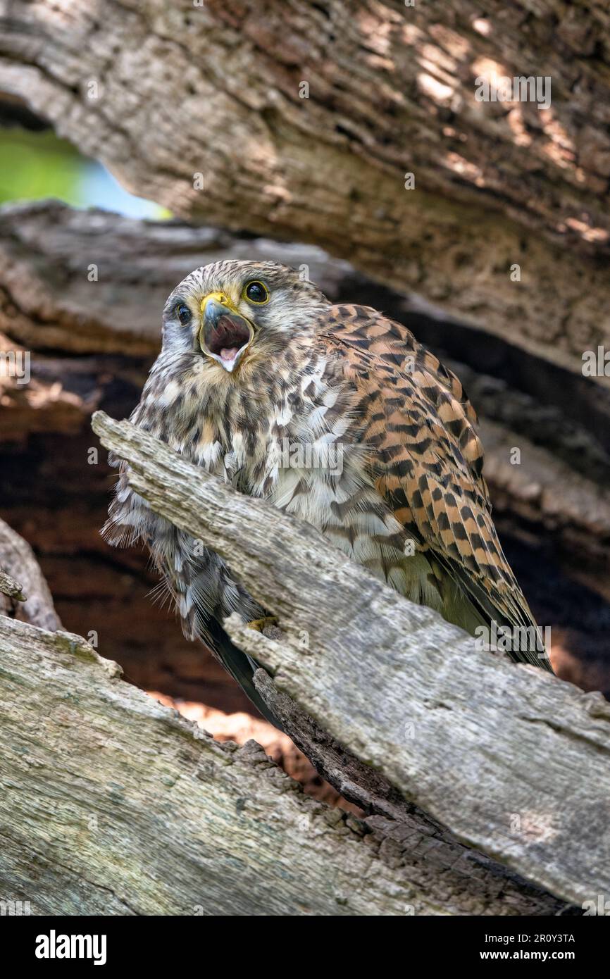 Common kestrel making lots of noise calling from tree nest Stock Photo ...