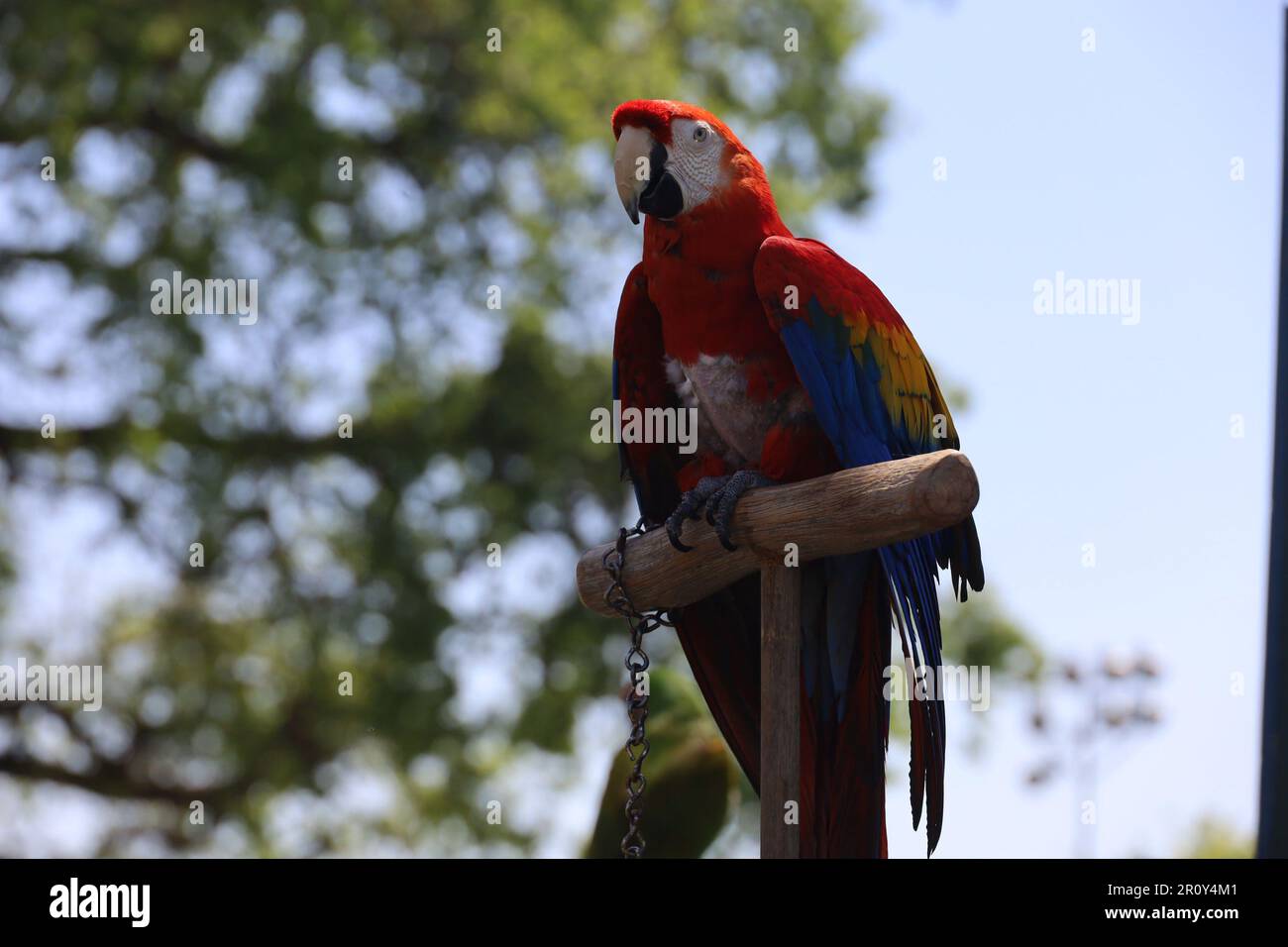 4-15-2023: Visalia, California: People in period costumes doing a ...