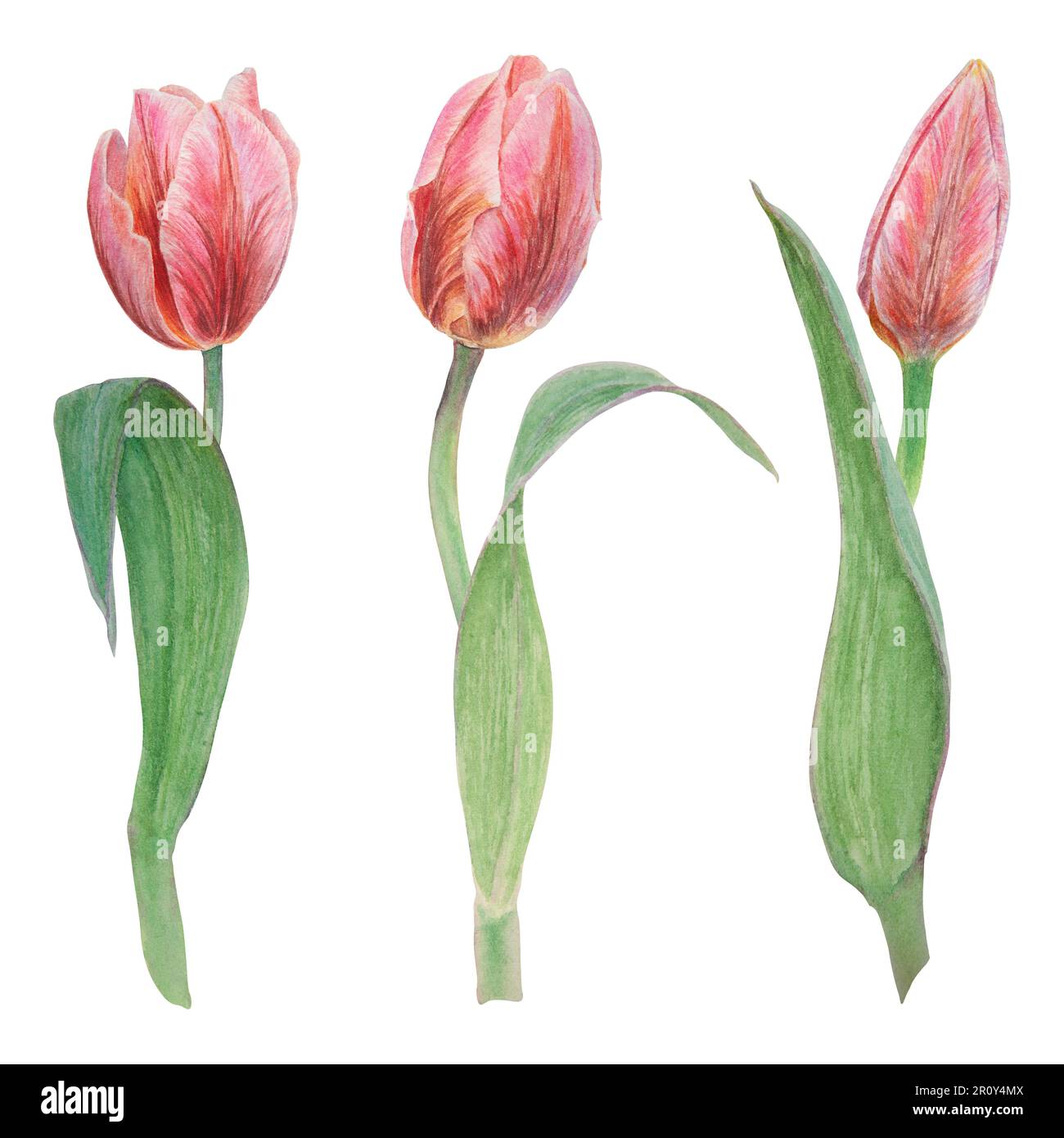 Watercolor realistic botanical set of pink tulips illustrations ...