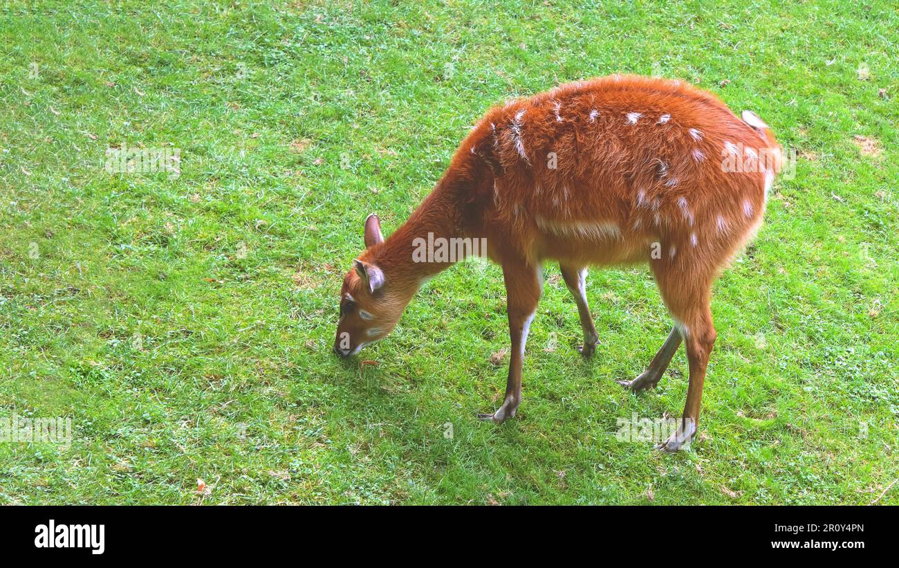 Small doe grass hi-res stock photography and images - Alamy