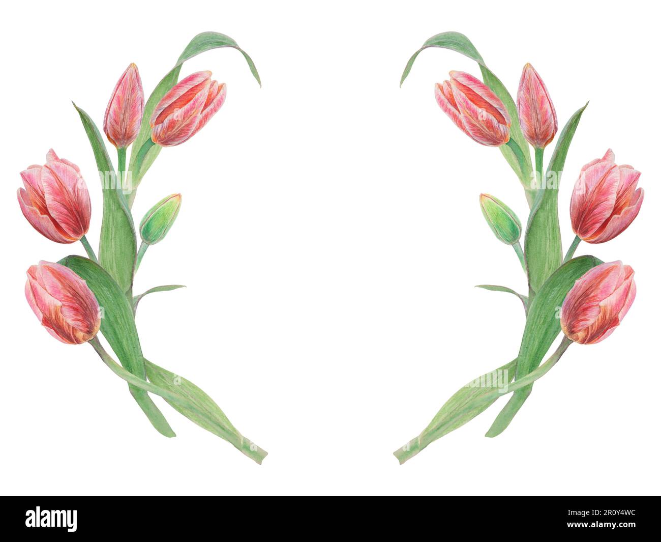 Watercolor realistic botanical illustration of pink tulips border ...