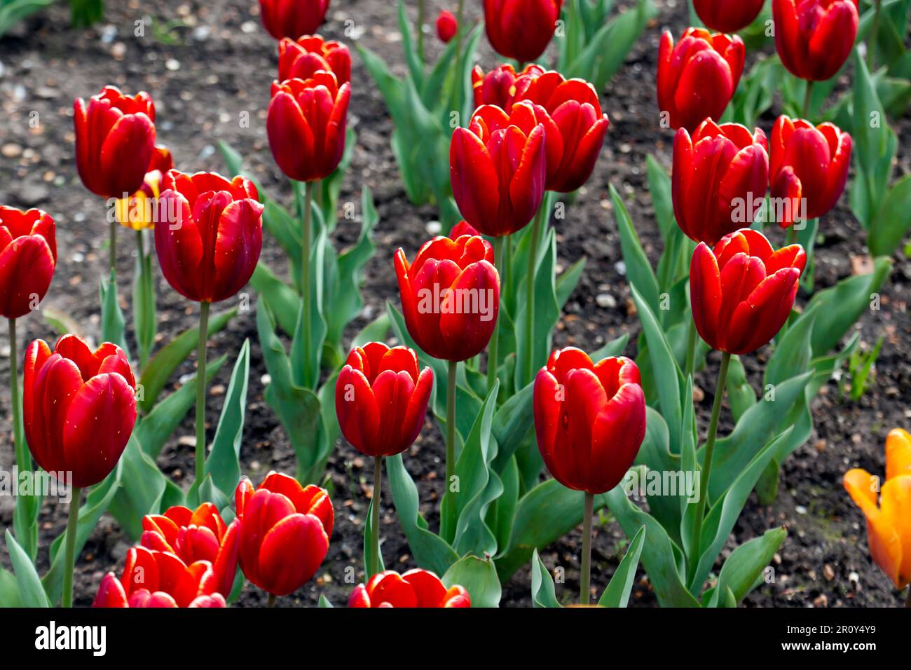 Close-up or rows of Red Tulips, growing in the kitchen Garden of Walmer ...