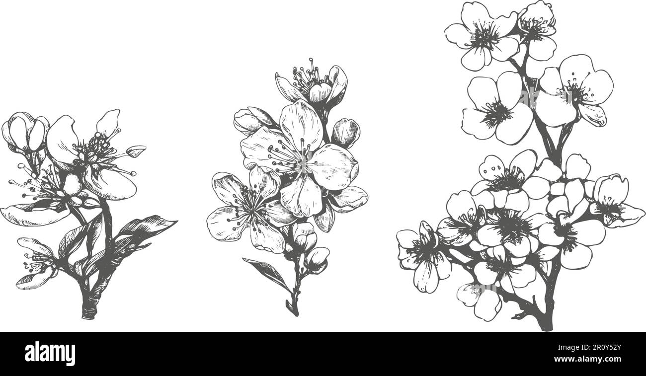 Modern minimalist hand drawn line ink style.Sketch drawing of sakura ...