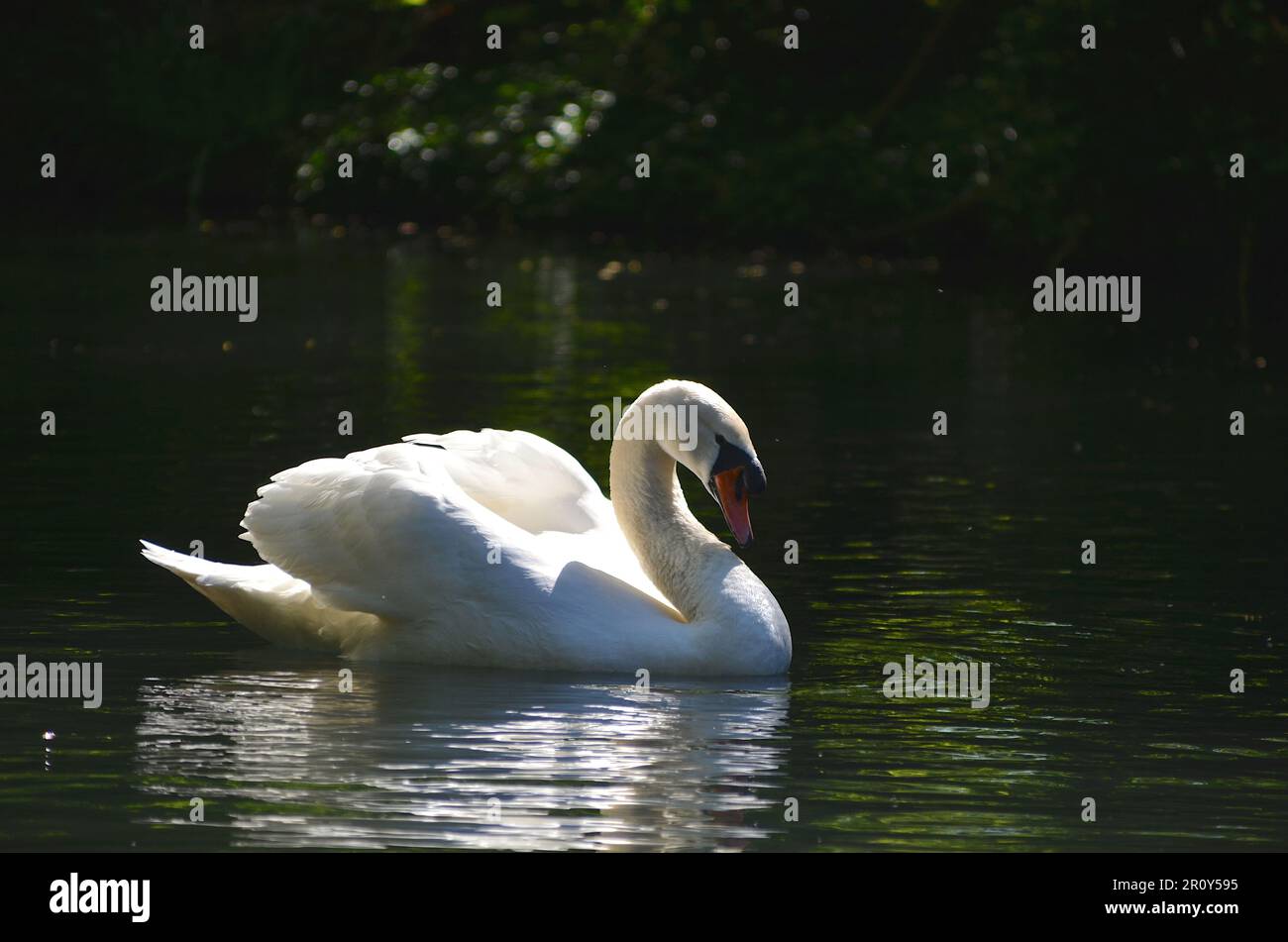 A white swann sailing through a Colmar channel calm waters, in the ...