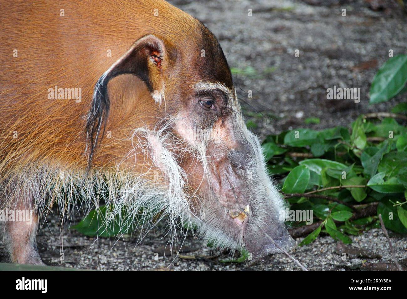 bushpig in a zoo in singapore Stock Photo - Alamy
