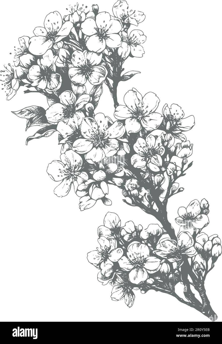 Modern minimalist hand drawn line ink style.Sketch drawing of sakura ...