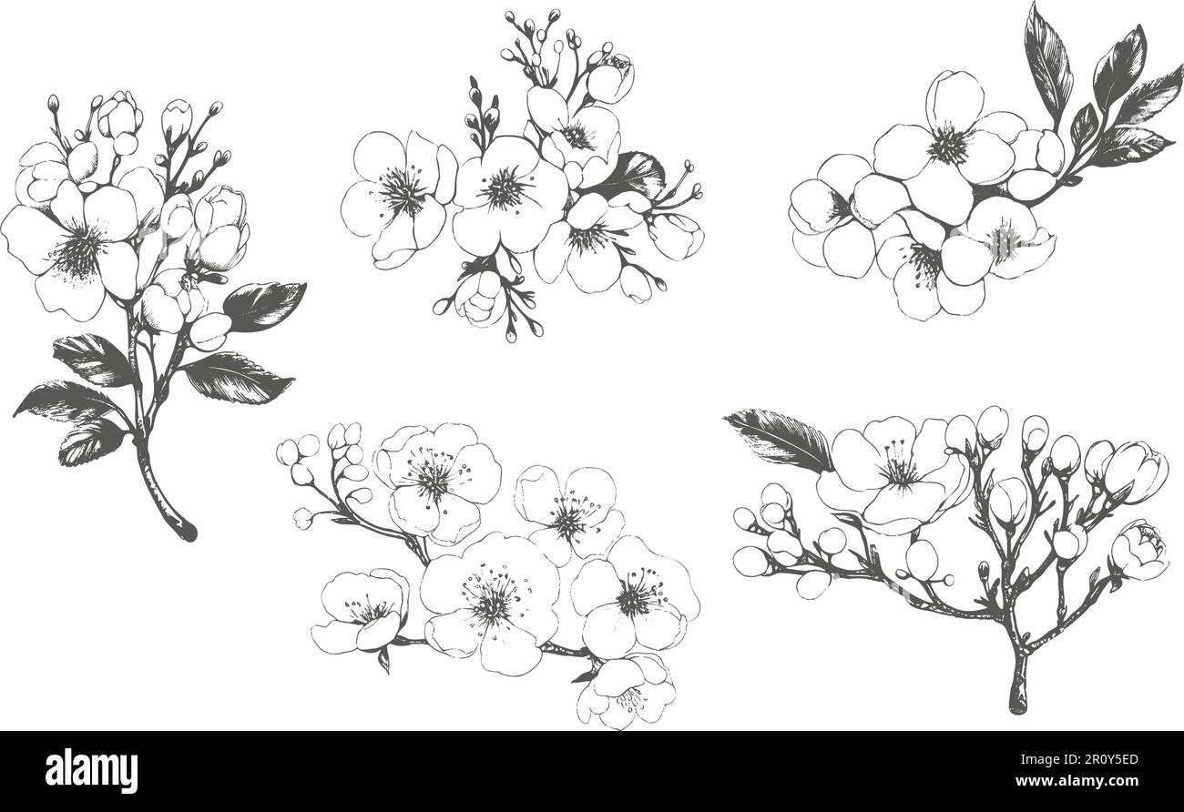 Modern minimalist hand drawn line ink style.Sketch drawing of sakura ...