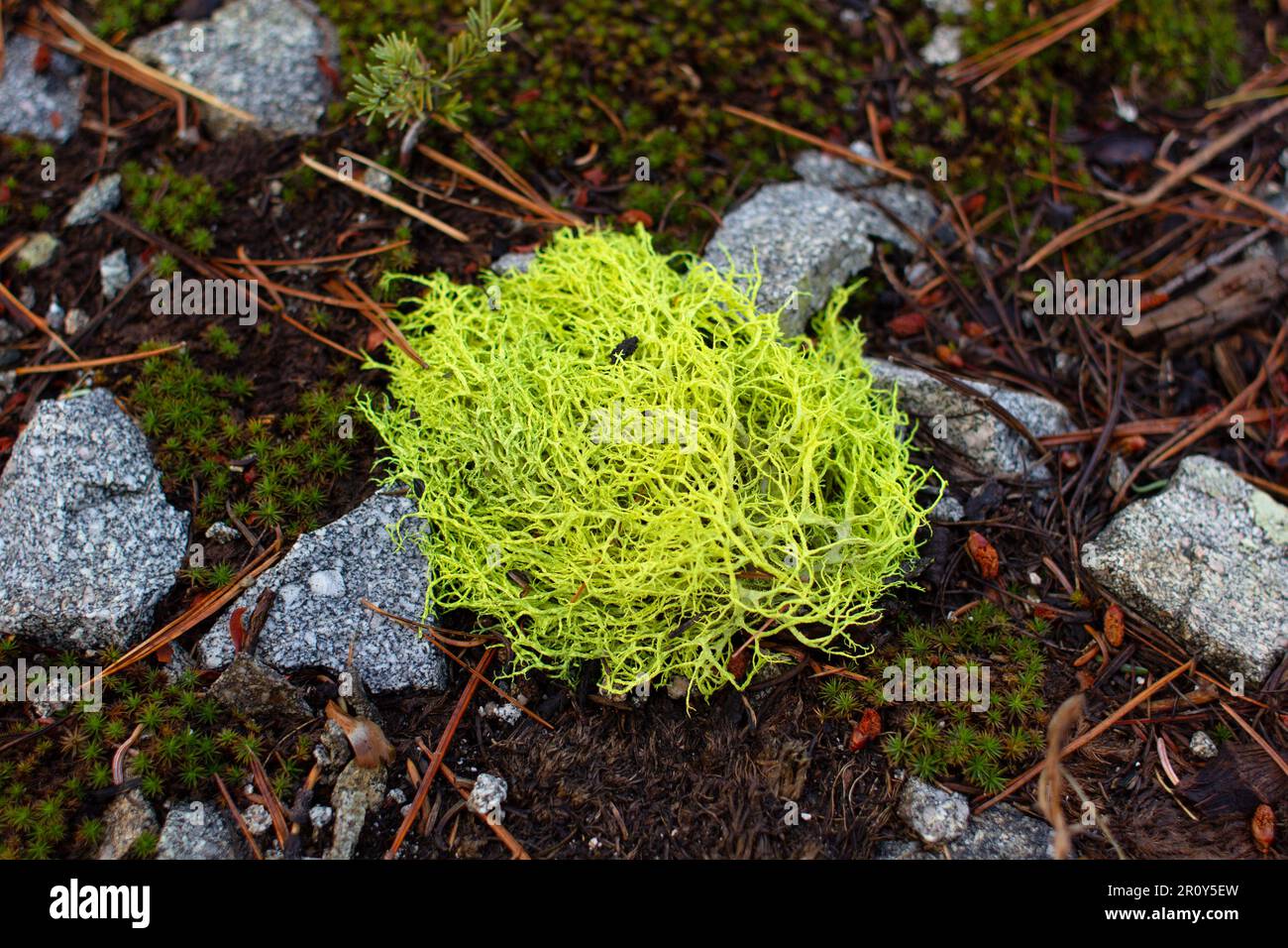 Wolf lichen hi-res stock photography and images - Alamy