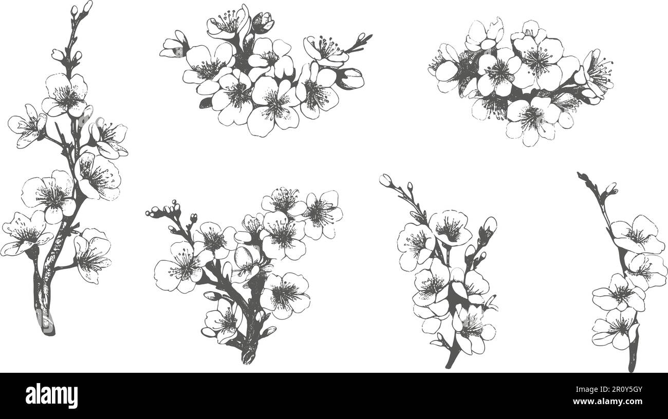 Modern minimalist hand drawn line ink style.Sketch drawing of sakura ...