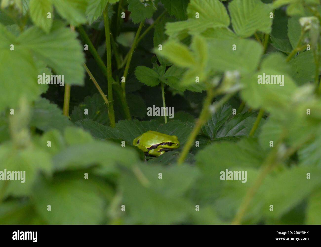 A brightly colored yellow Tree Frog perched on a leafy green plant ...