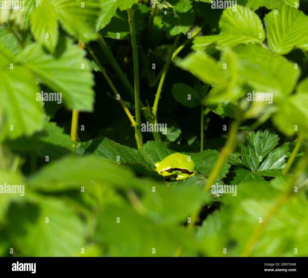 A close-up image of a frog atop a green grassy surface, basking in the bright sunshine Stock ...