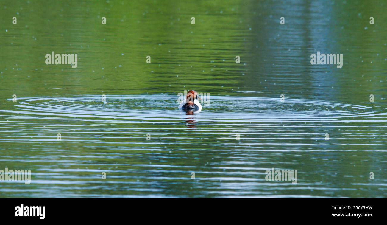 A white bird in a tranquil body of water, creating concentric circles ...