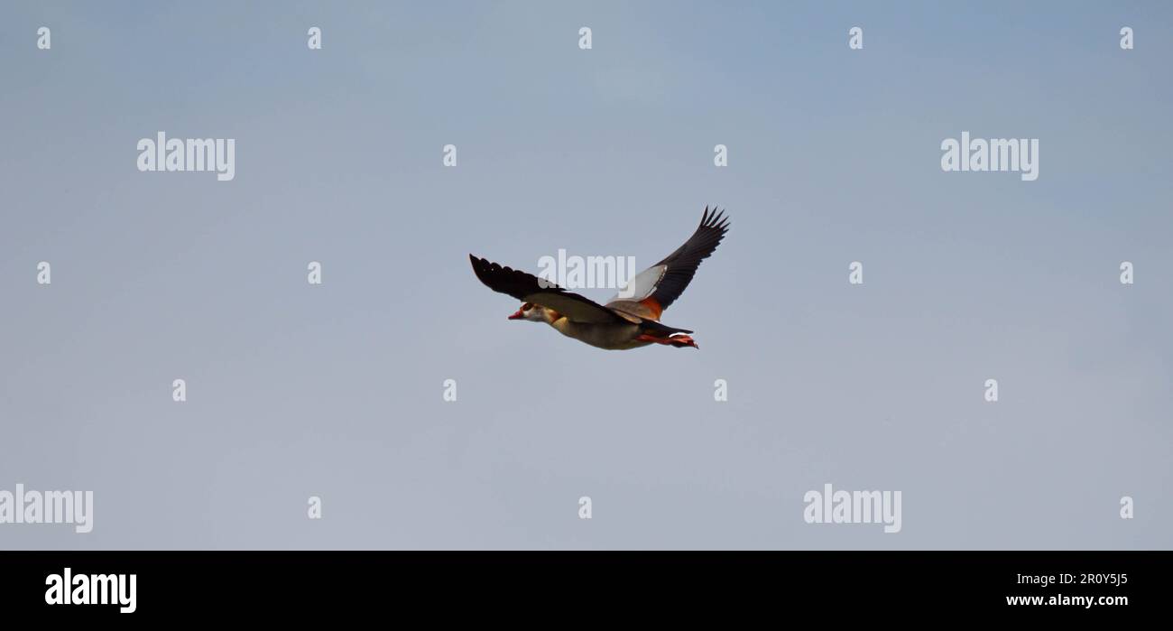 A majestic bald bird soars through the bright blue sky, its wings ...