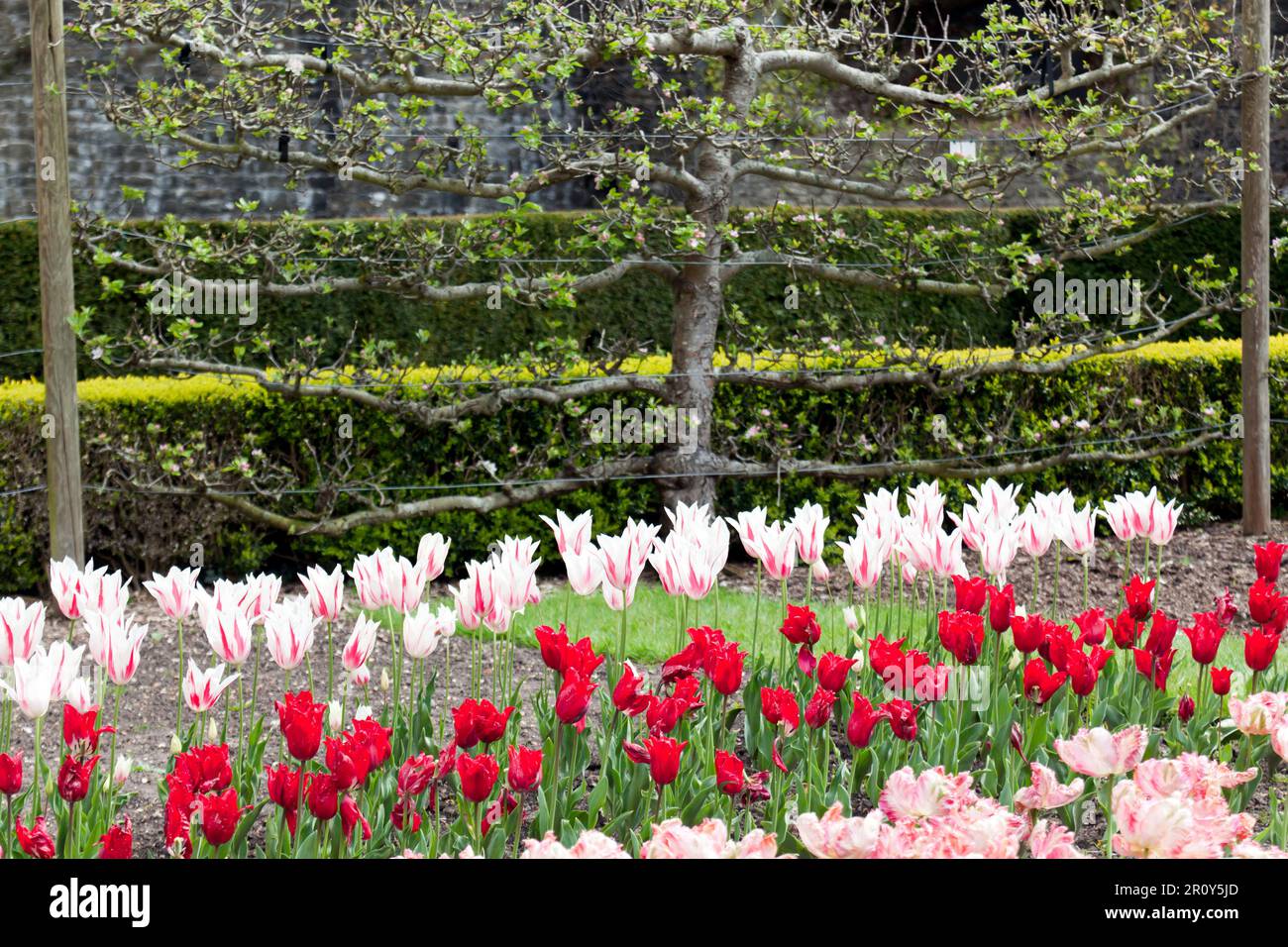 Pear Tree Espalier with rows of Red and White Tulips in the foreground ...